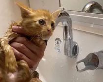 用水路で今にも流されそうな子猫を保護→2年後の“成長した姿”と食いしん坊キャラが愛くるしい - Ameba News [アメーバニュース]